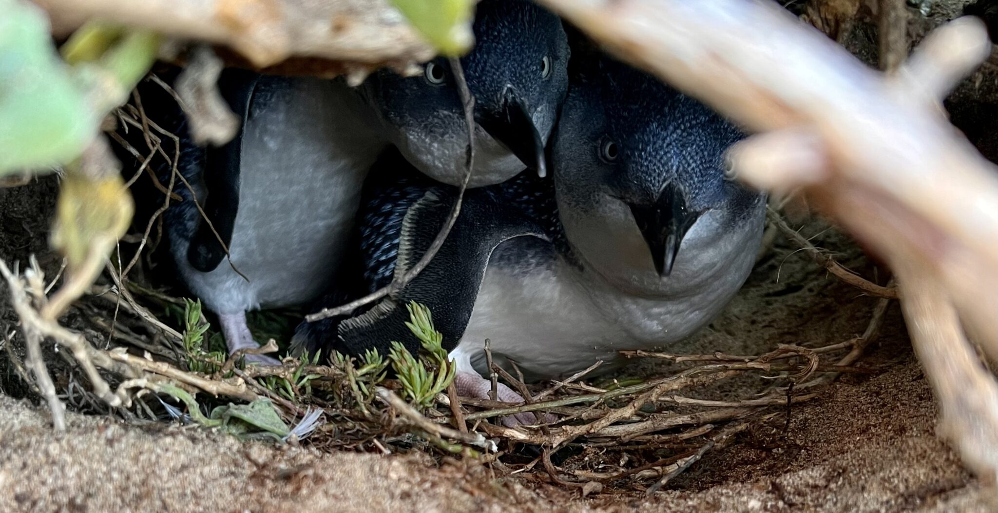 Handling the Heat¦Helping Penguin Island’s Little Penguins Adapt to ...