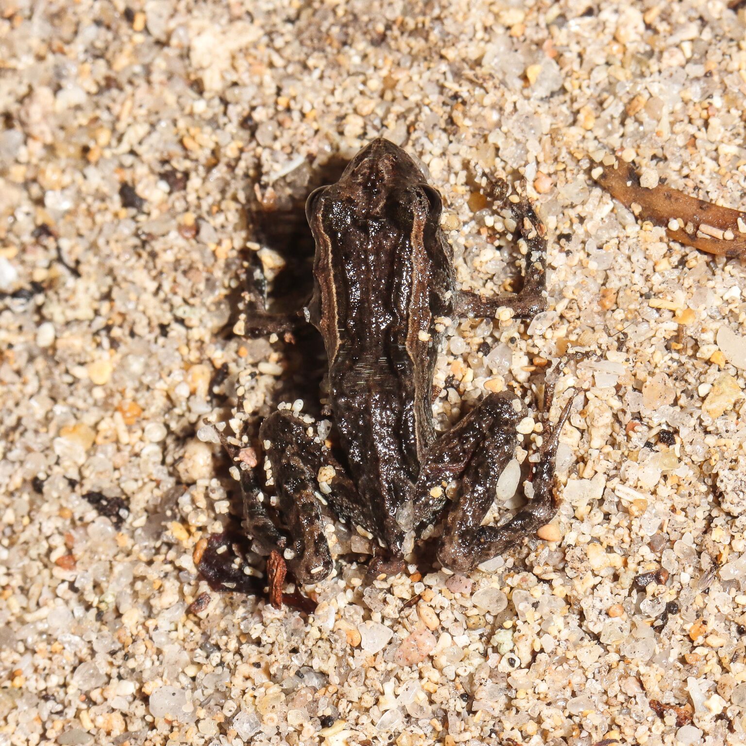 Lake Richmond Walk | Western Australian Naturalists Club