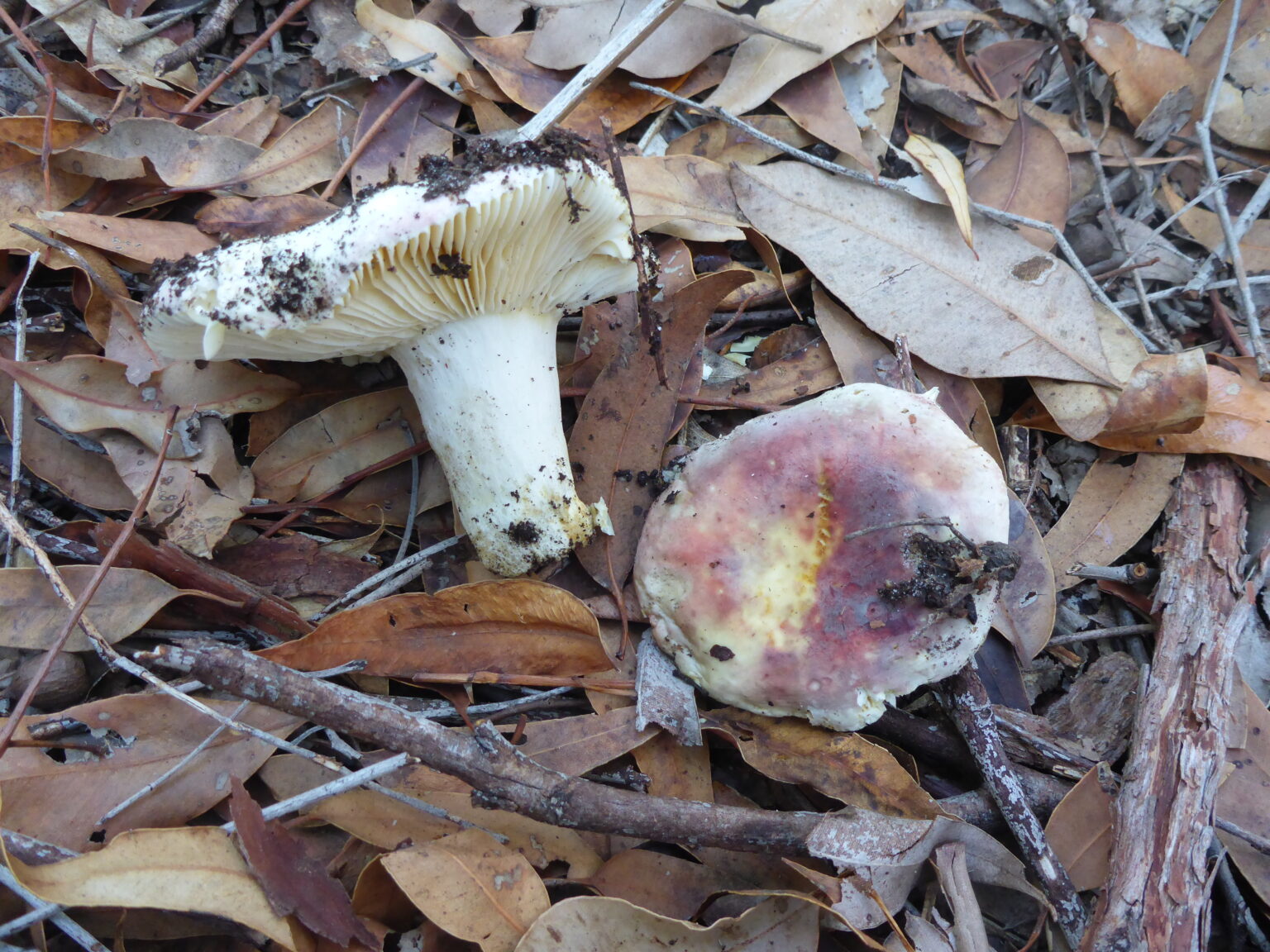 The Ecology of Fungi | Western Australian Naturalists Club