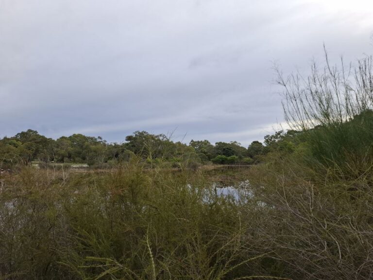 NSB Golly Walk: Lake Gnangara | Western Australian Naturalists Club