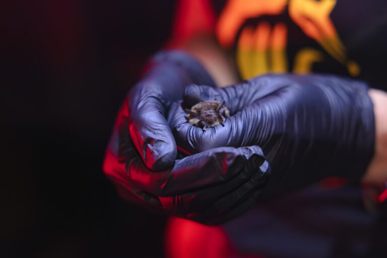 Bats, Traps and Acoustics by Kelley Sheldrick | Western Australian ...