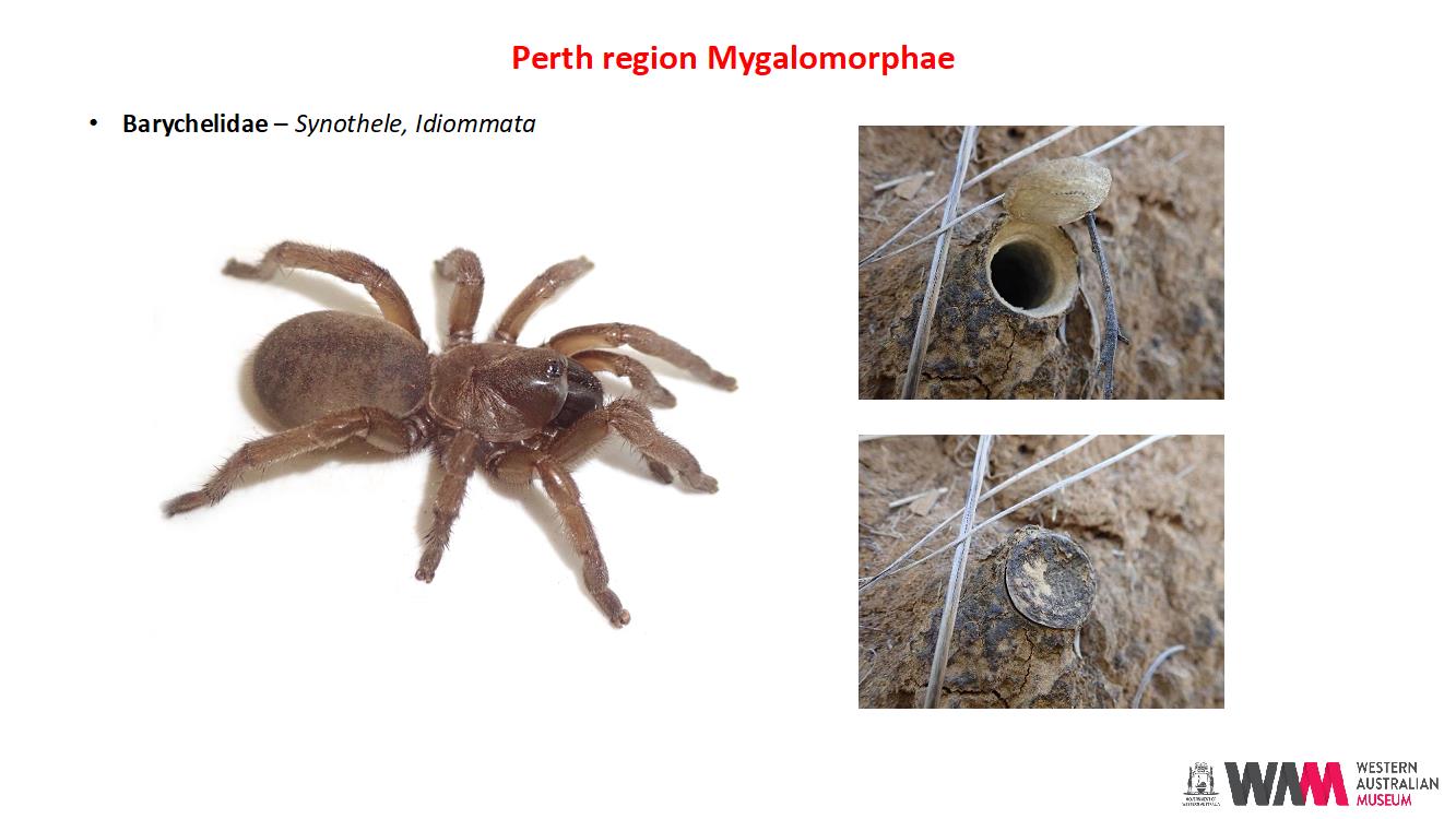 Mygalomorph Spiders (Trapdoors and their Relatives) | Western ...