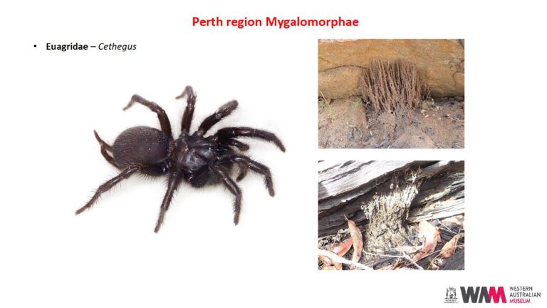 Mygalomorph Spiders (Trapdoors and their Relatives) | Western ...
