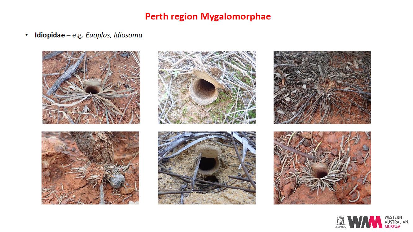 Mygalomorph Spiders (Trapdoors and their Relatives) | Western ...