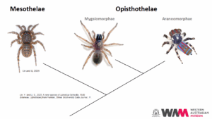 Mygalomorph Spiders (Trapdoors and their Relatives) | Western ...