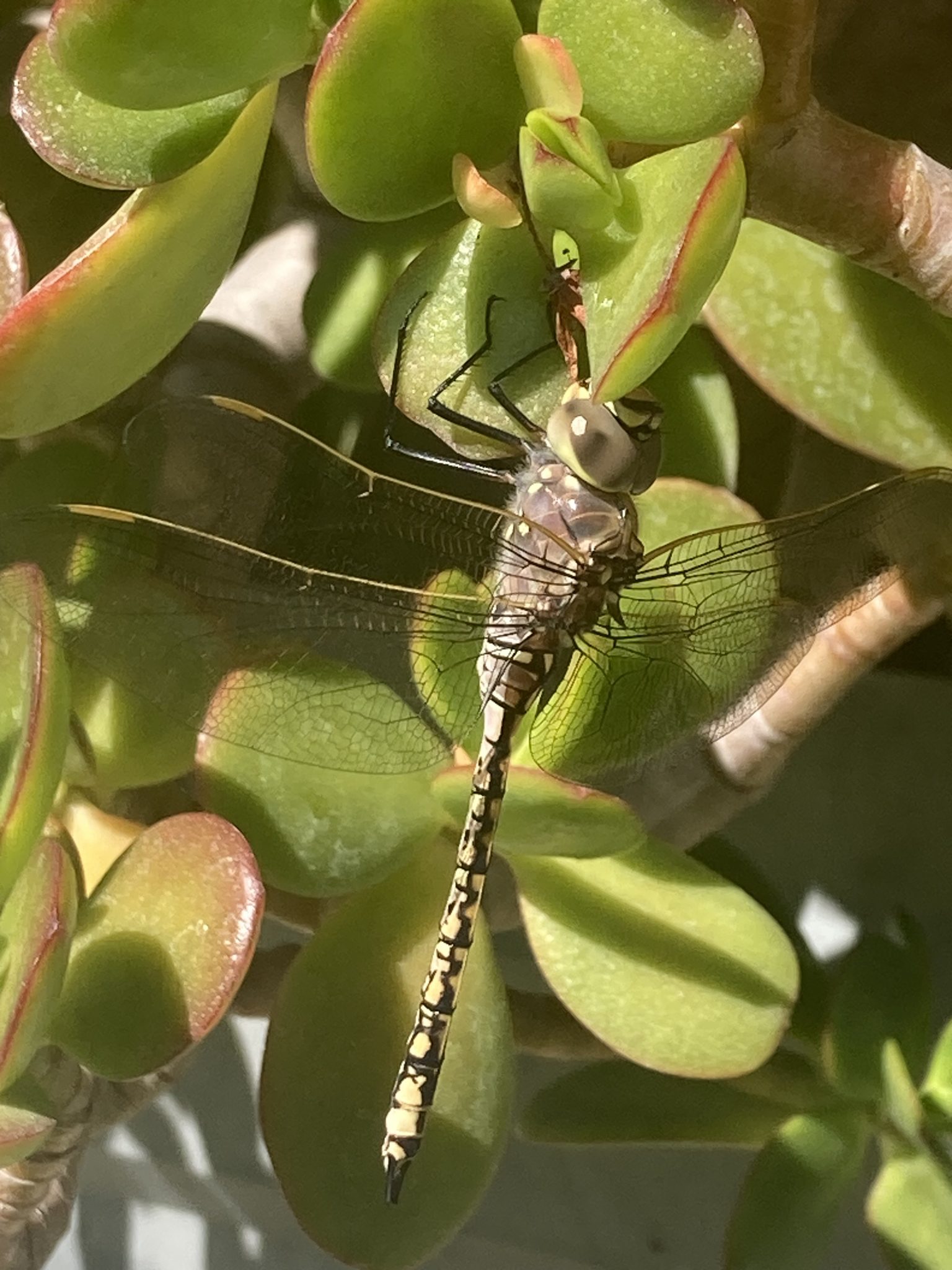 The Wondrous World of Insects | Western Australian Naturalists Club