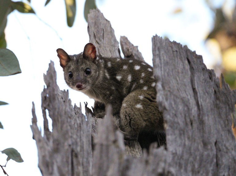 Amanda Bourne – 10 species in 10 years: a review of the Mt Gibson ...