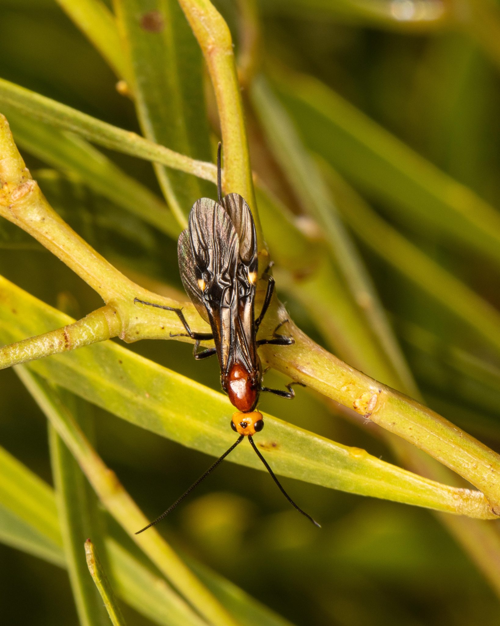 Point Peron Walk | Western Australian Naturalists Club