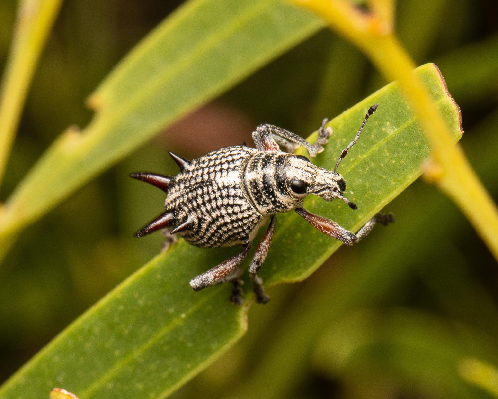 Point Peron Walk | Western Australian Naturalists Club