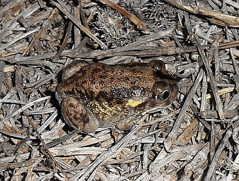 Frogs at Night, Cockburn Wetlands Education Centre | Western Australian ...