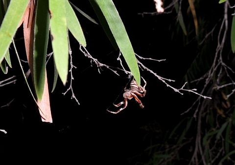Frogs at Night, Cockburn Wetlands Education Centre | Western Australian ...
